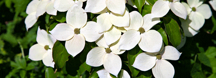 Non-Invasive Plants | Knutsen Outdoor