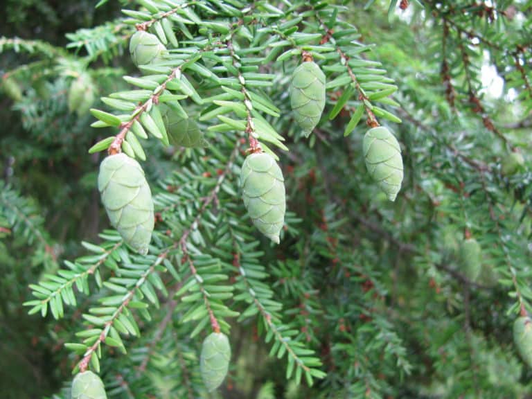 Hemlock Trees | Knutsen Outdoor
