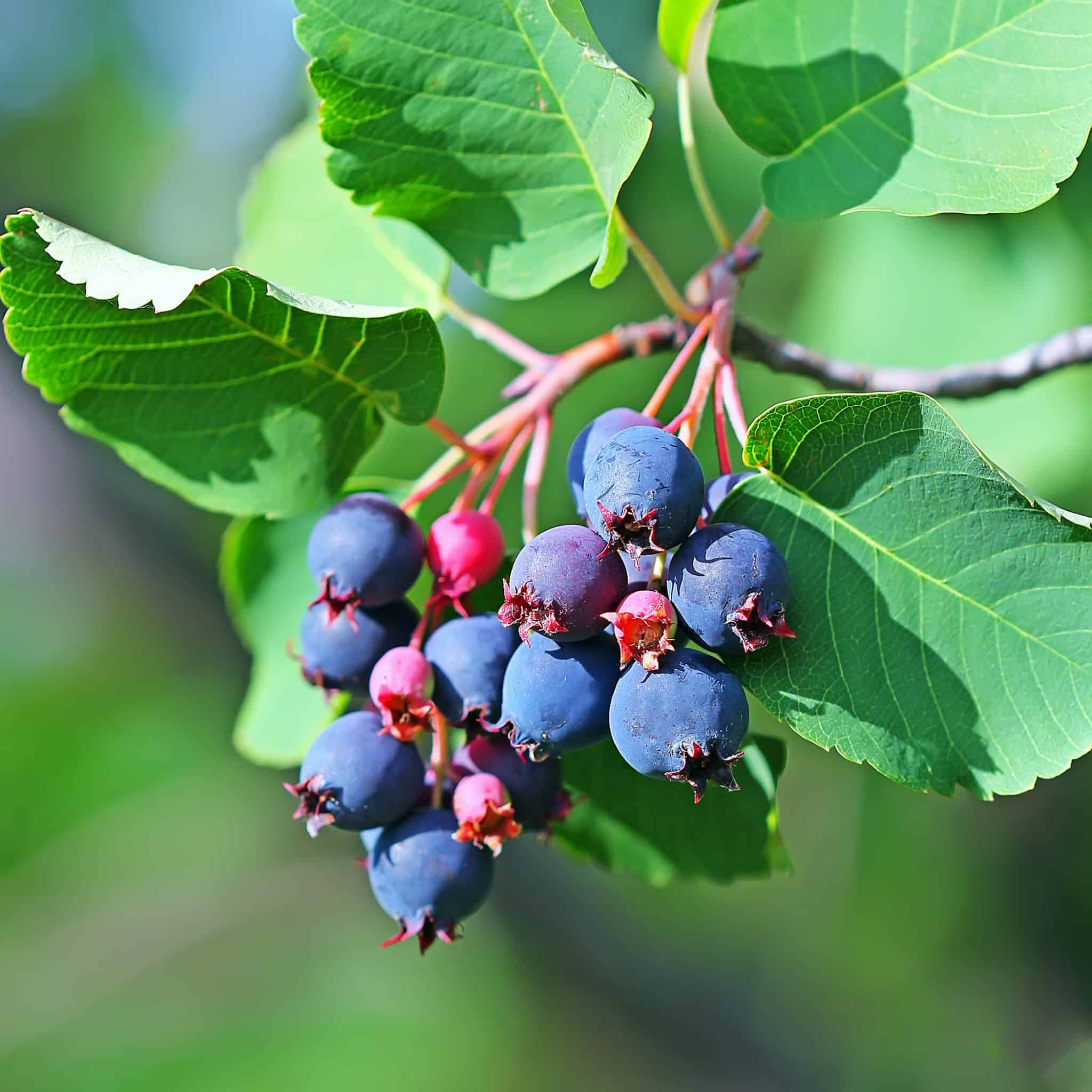 Serviceberry Trees | Knutsen Outdoor
