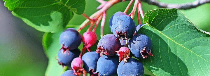Serviceberry Trees | Knutsen Outdoor